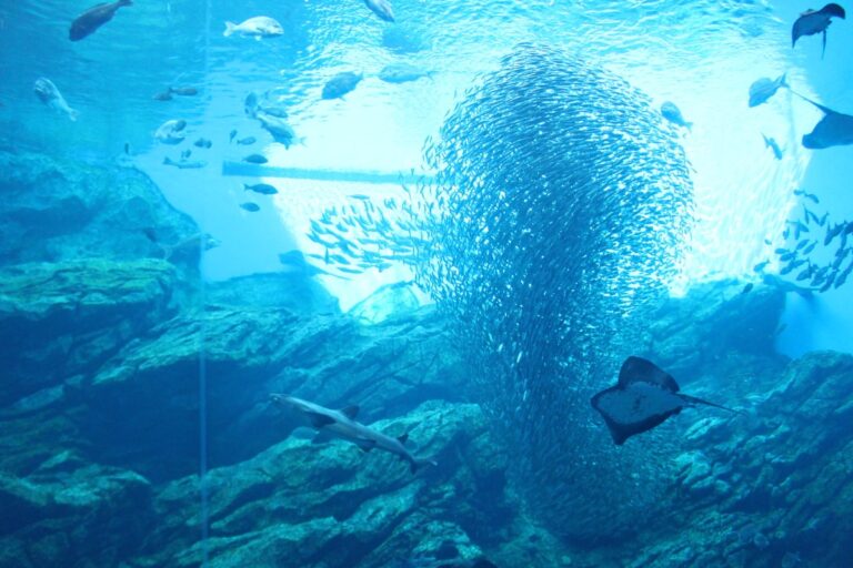【関東にもある！】日本の水族館の大水槽ランキングTOP10を紹介 | Aqua Picks